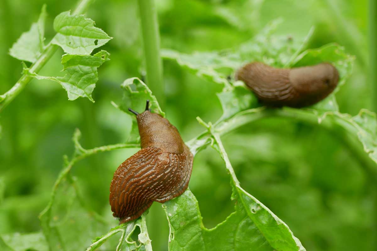 Best pest control, Pest control Dubai| Alpha Arabian
