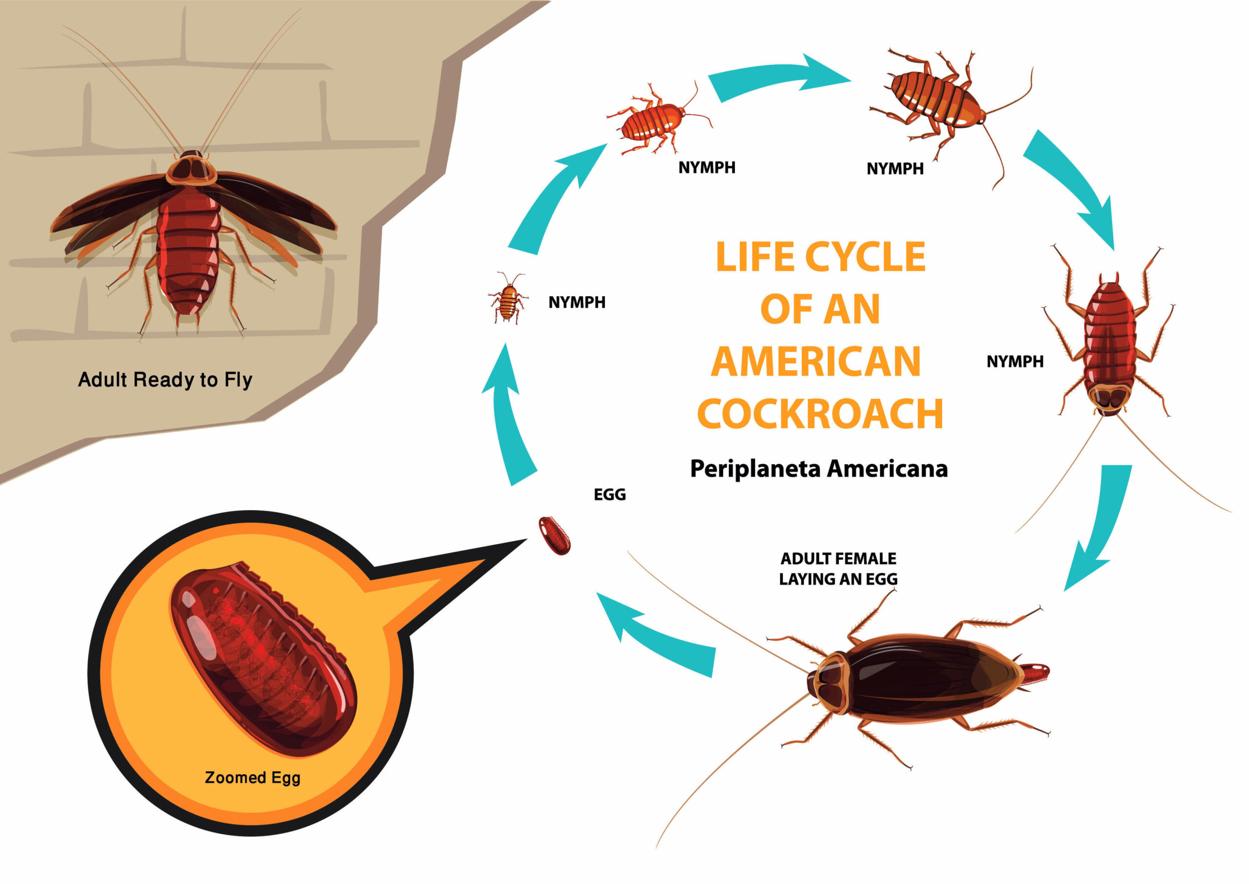 Top Cockroach Control Services in Dubai | Alpha Arabian