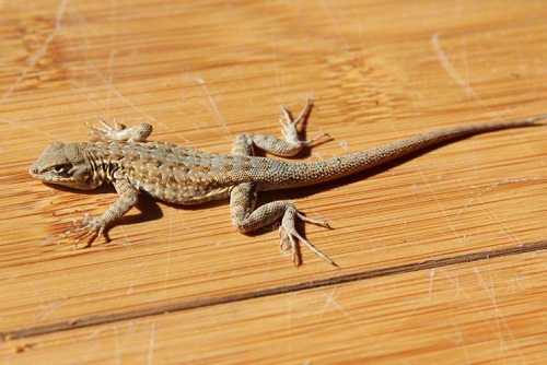 Lizard Control Services in Dubai | Alpha Arabian