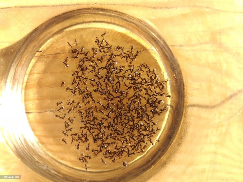 Best Ant Control Services in Dubai | Alpha Arabian