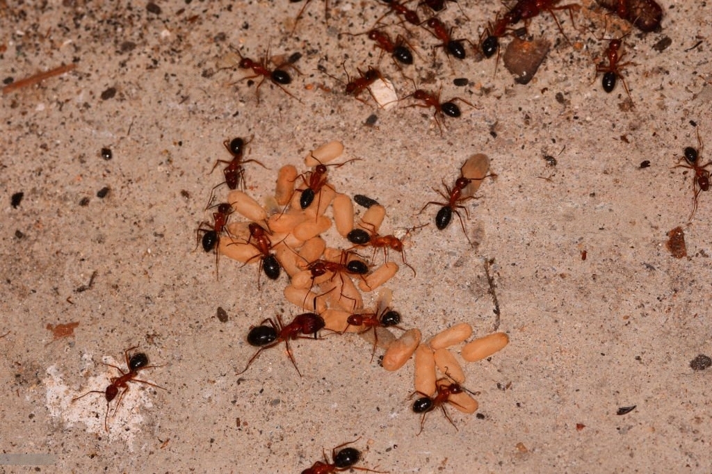 Best Ant Control Services in Dubai | Alpha Arabian