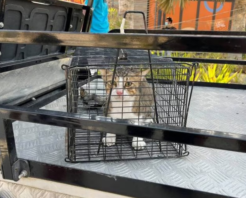Cat control Services Dubai - Best Animal control|Alpha Arabian