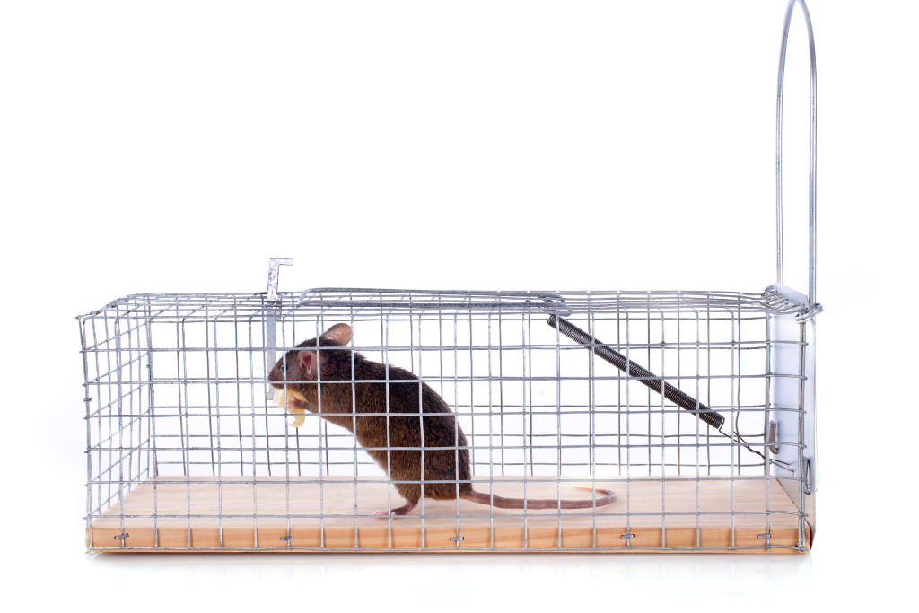 Rat Control Services in Dubai | Alpha Arabian