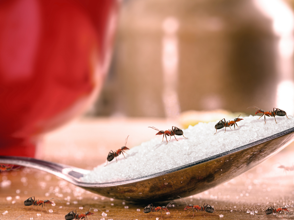 Best Ants Control Services in Dubai | Alpha Arabian