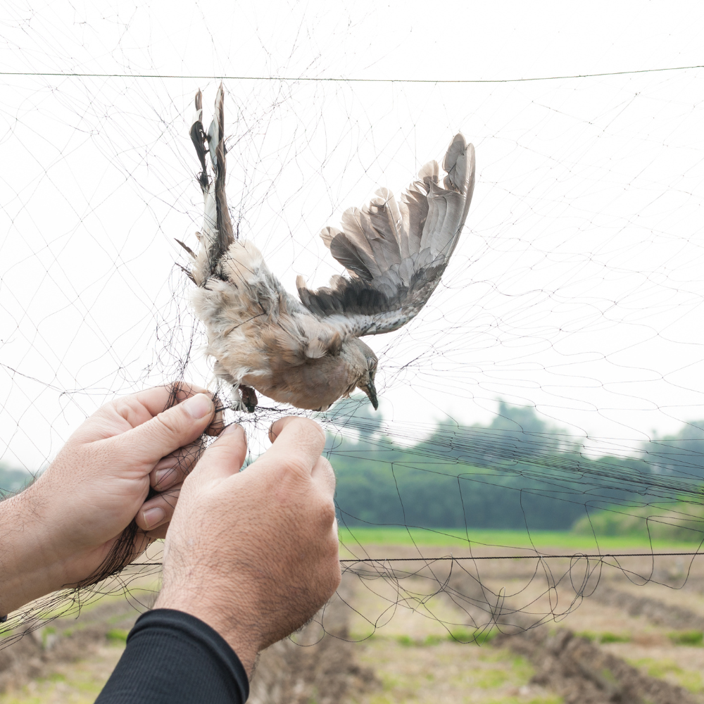 Bird Control Services - Bird proofing solutions Dubai| Alpha Arabian