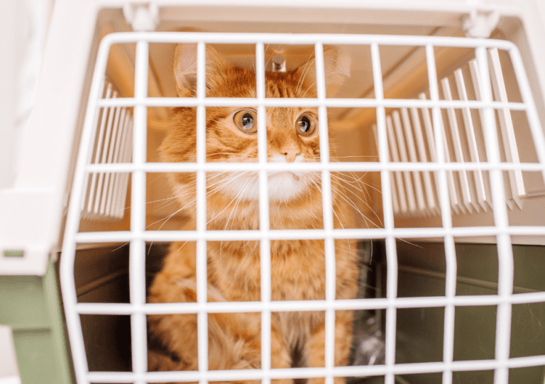 Cat control Services Dubai - Best Animal control|Alpha Arabian