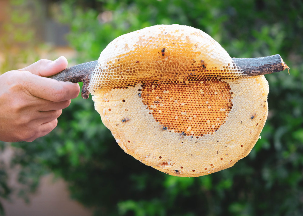 Honey Bee Control Services in Dubai | Alpha Arabian