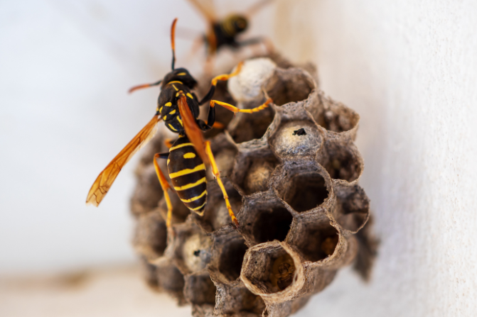 Wasp Control and Nest Removal Service in Dubai | Alpha Arabian